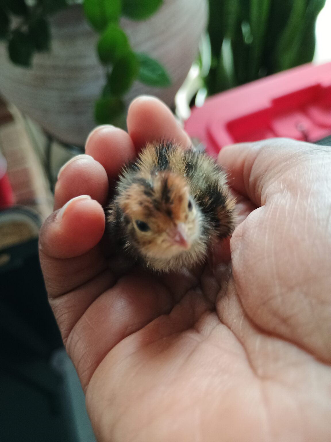 Welcome the Newest Additions to Our Homestead! - ShellyBird Garden