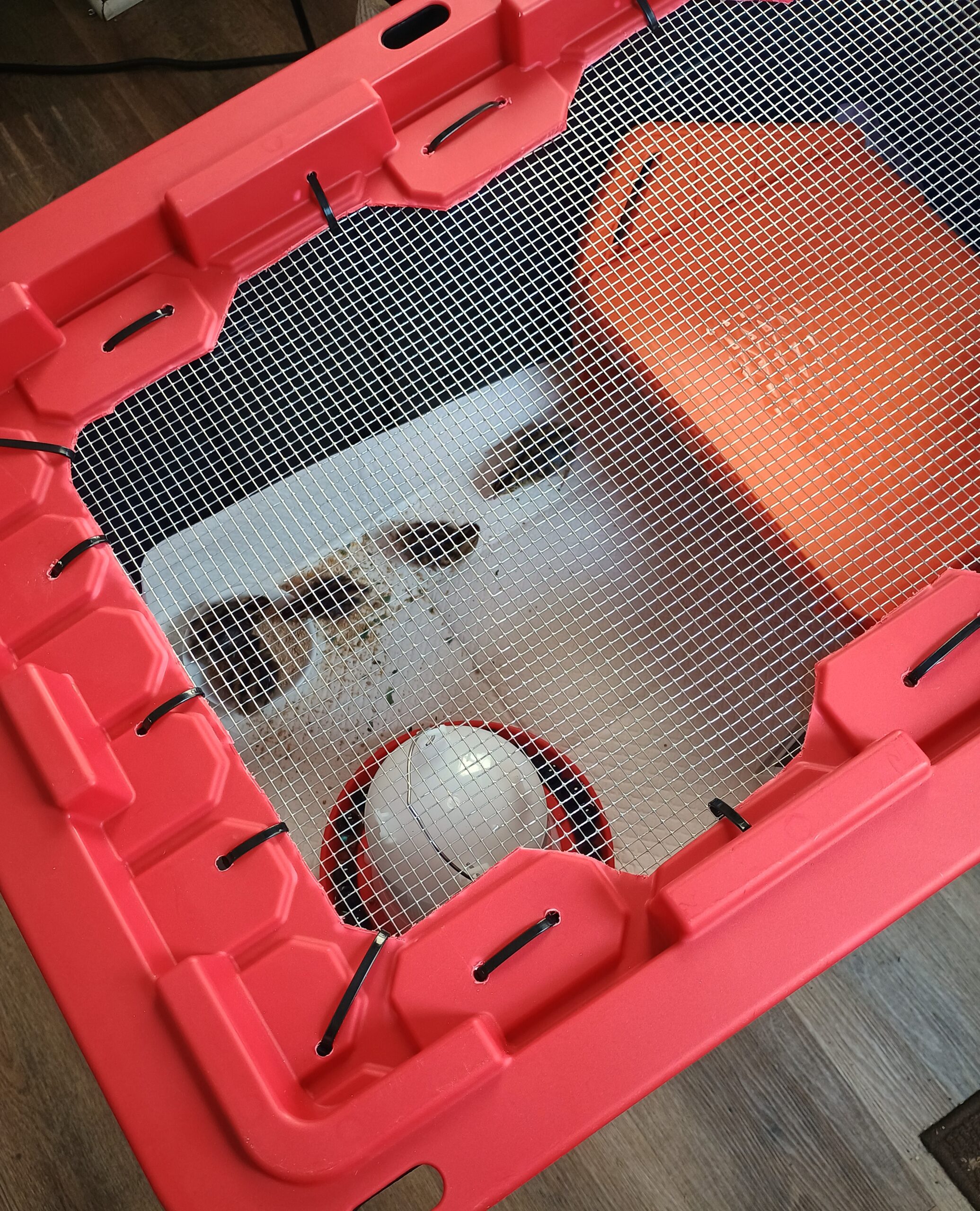 Quail Brooder from a Storage Tote - ShellyBird Garden