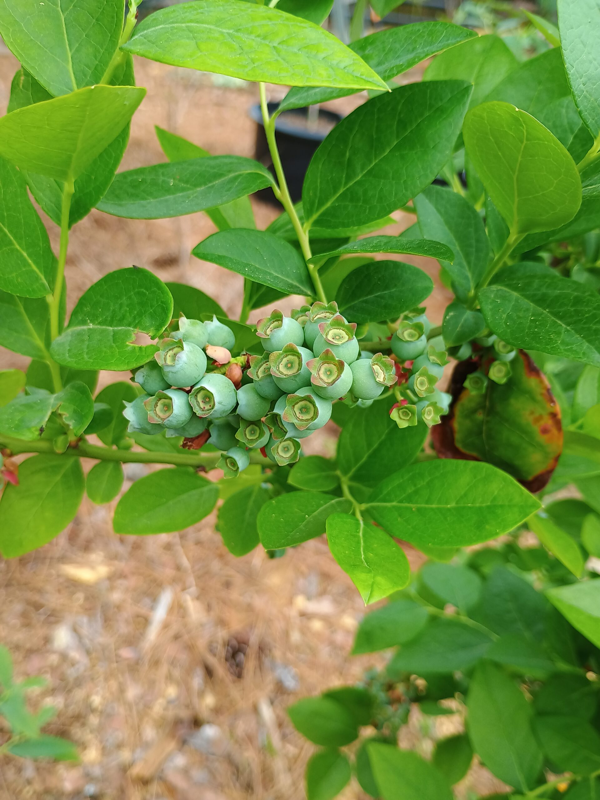 Container Blueberries: Small Space, Sweet Rewards - ShellyBird Garden