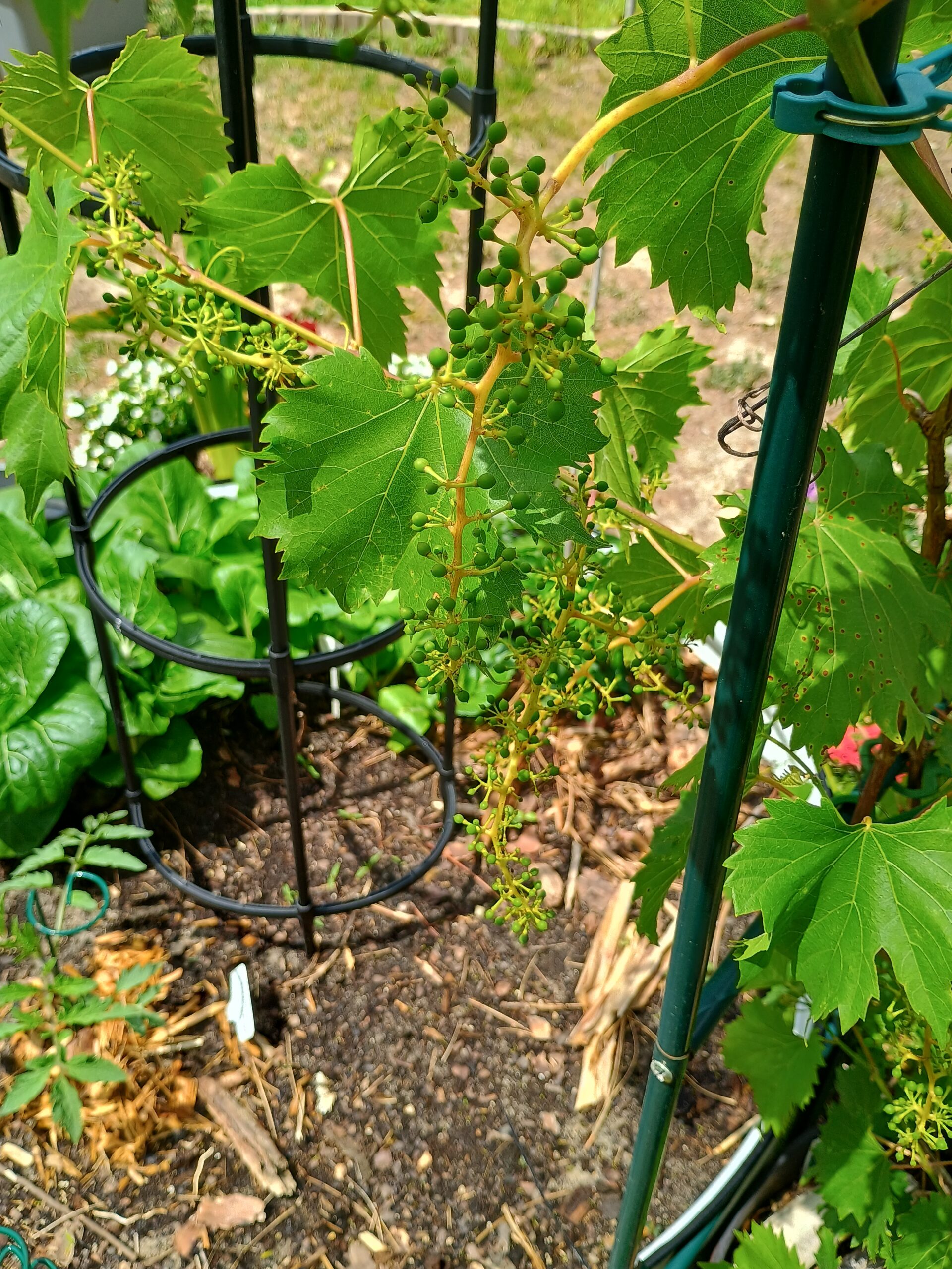 Growing Grapes in a Pot with a Simple Arch Trellis - ShellyBird Garden