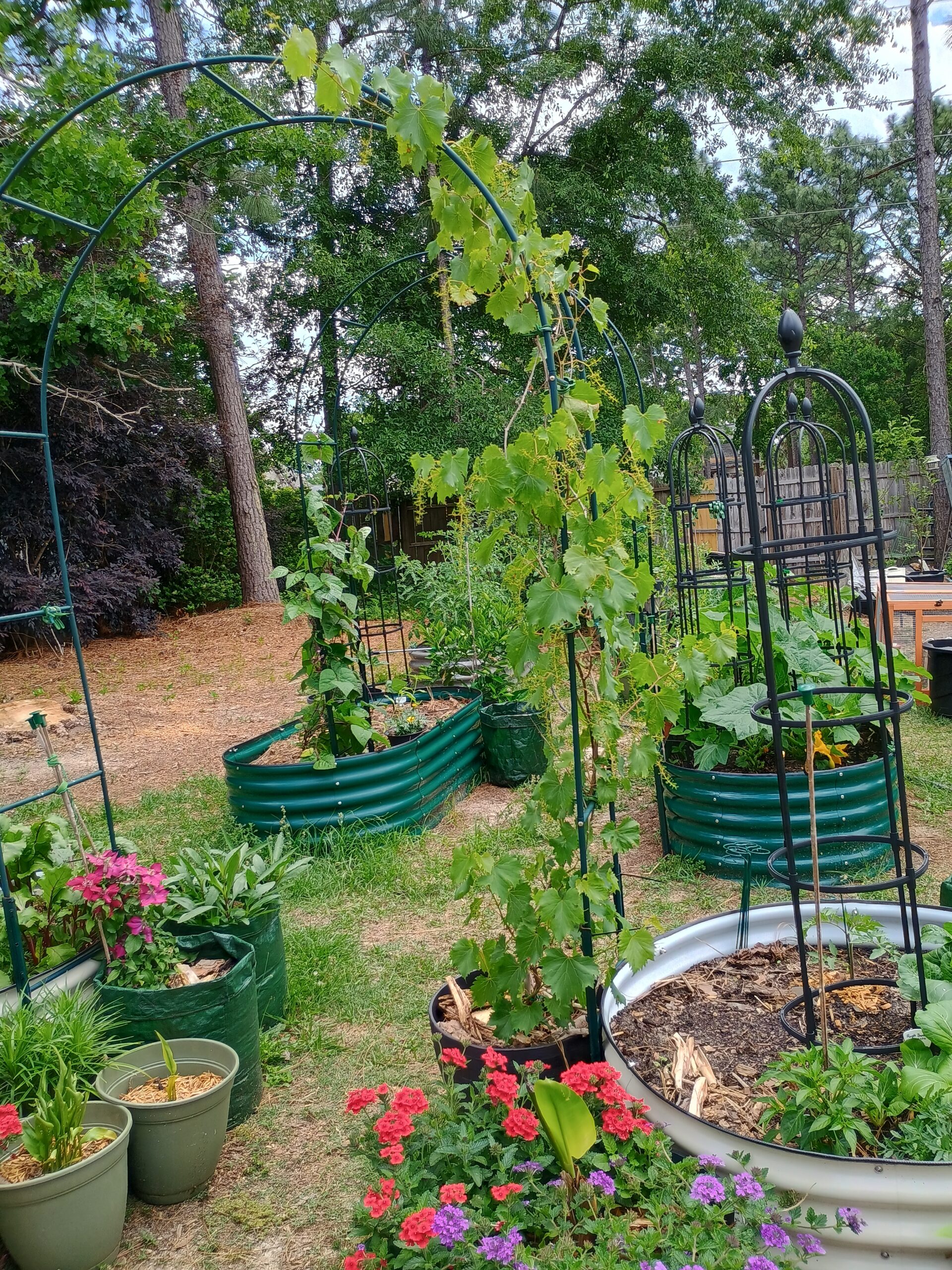 Growing Grapes in a Pot with a Simple Arch Trellis - ShellyBird Garden