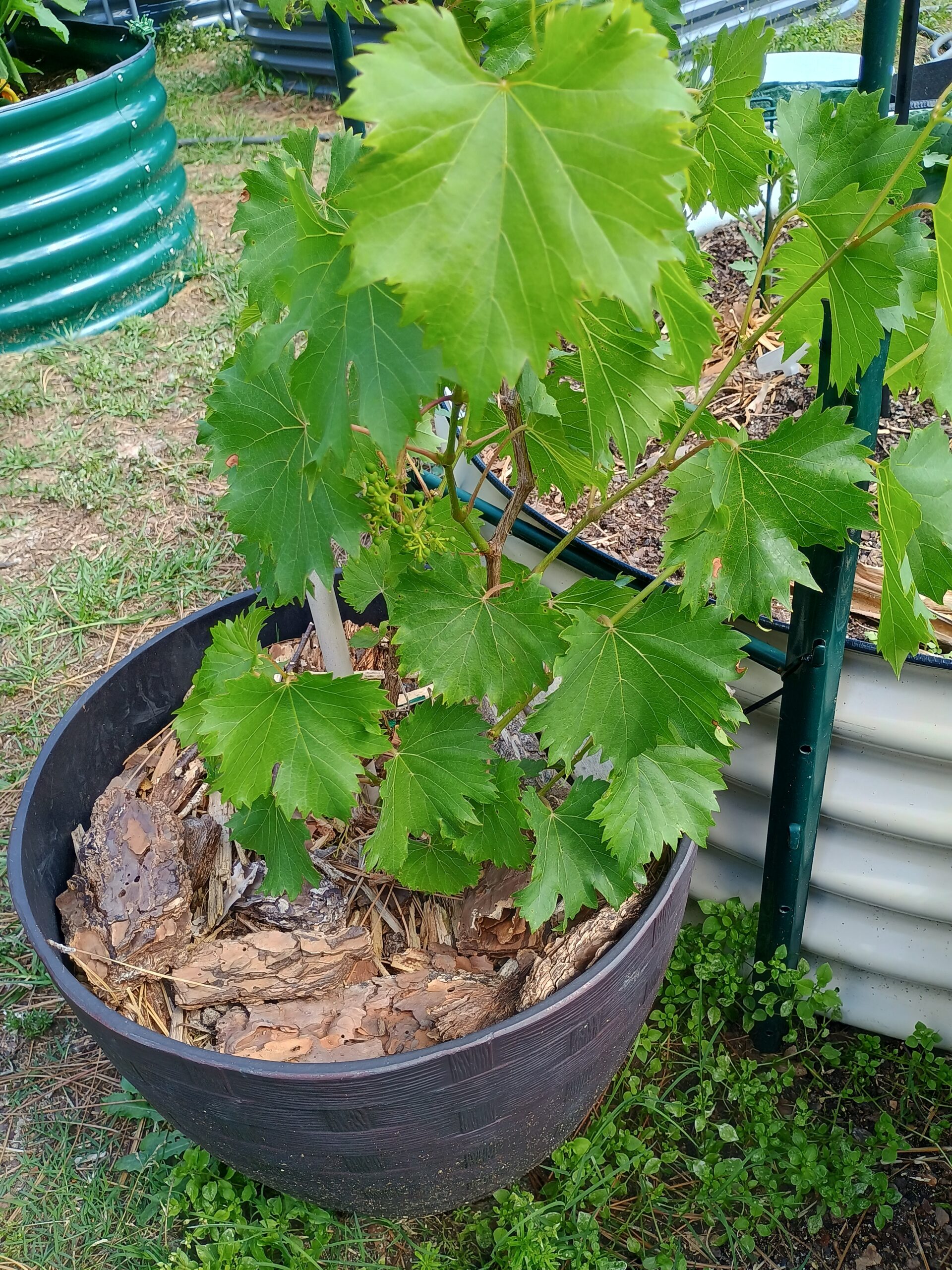 Growing Grapes in a Pot with a Simple Arch Trellis - ShellyBird Garden