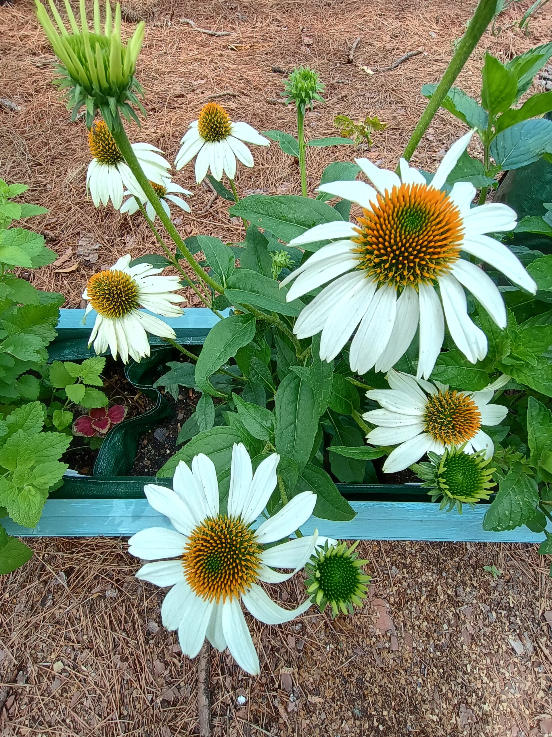Coneflowers in Containers: Beauty and Benefits in Small Spaces ...